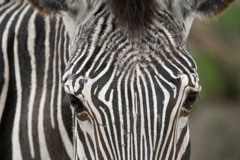 Image of zebra face. stock image. Image of zebra, view - 12317539