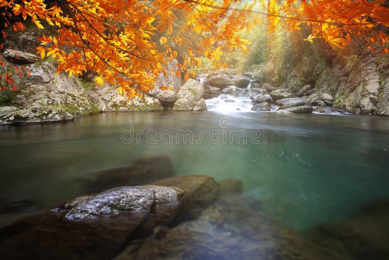 Imageing of Nice Water with Maple Compose a Beautiful View Stock Image ...