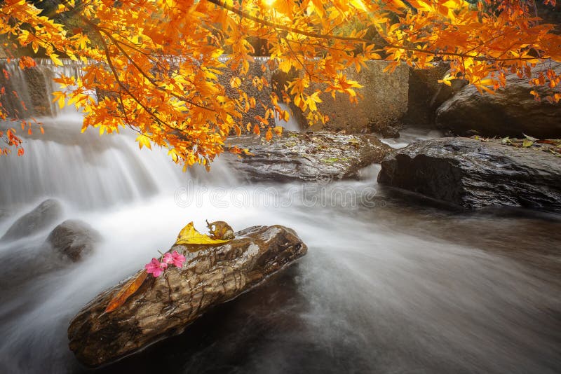 Imageing of Nice Water with Maple Compose a Beautiful View Stock Image ...