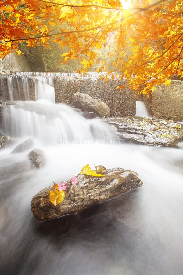 Imageing of Nice Water with Maple Compose a Beautiful View Stock Image ...