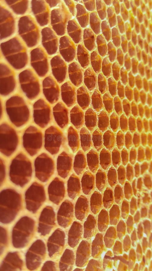 BeeHive stock image. Image of subgenus, professional - 182842599