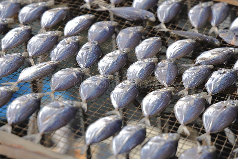 Imagem Completa Do Peixe Seco Cheung Chau 20 De Agosto De 2021 Foto de ...