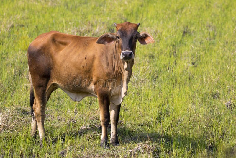 Imagem Da Vaca Marrom No Fundo Da Natureza Imagem de Stock - Imagem de ...