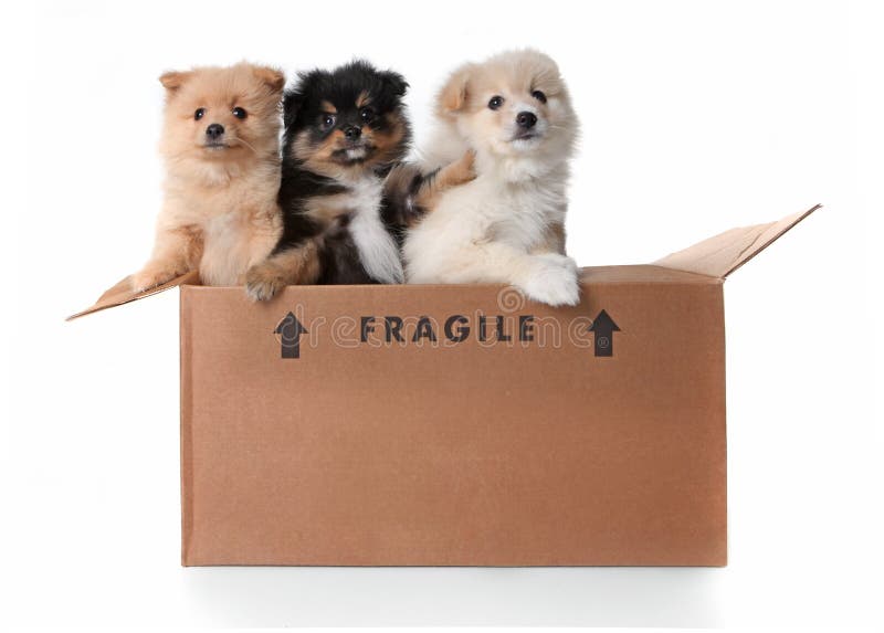 Imagem De 3 Filhotes De Cachorro De Pomeranian Em Uma Caixa De Cartão
