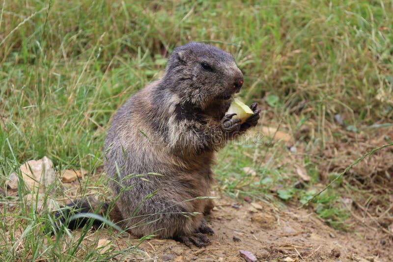 Imagem De Um Esquilo Marrom Comendo Comida Com Grama Verde No Fundo ...