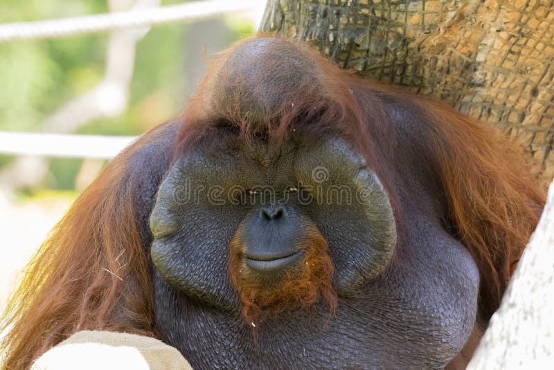 Imagem De Um Macaco Masculino Grande Da Laranja Do Orangotango Fotos De ...