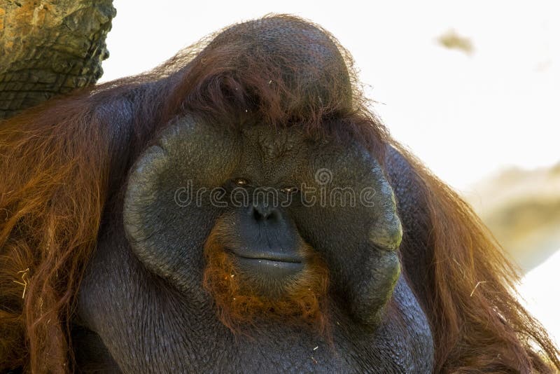 Imagem De Um Macaco Masculino Grande Da Laranja Do Orangotango Fotos De ...