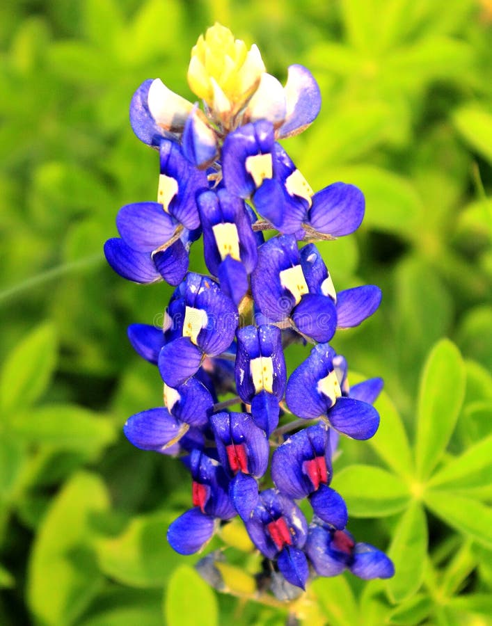 Imagem Do Close Up De Um Bluebonnet Foto de Stock - Imagem de campo ...