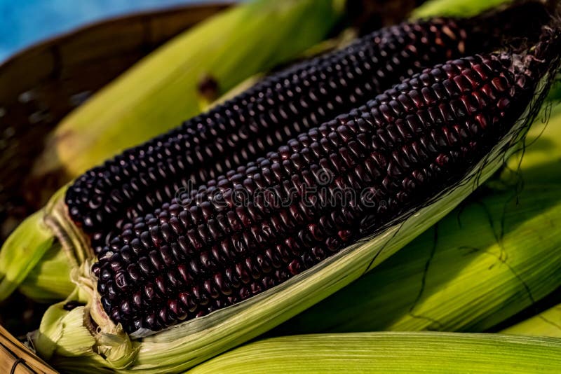 Imagem do milho roxo imagem de stock. Imagem de agricultura - 83208789