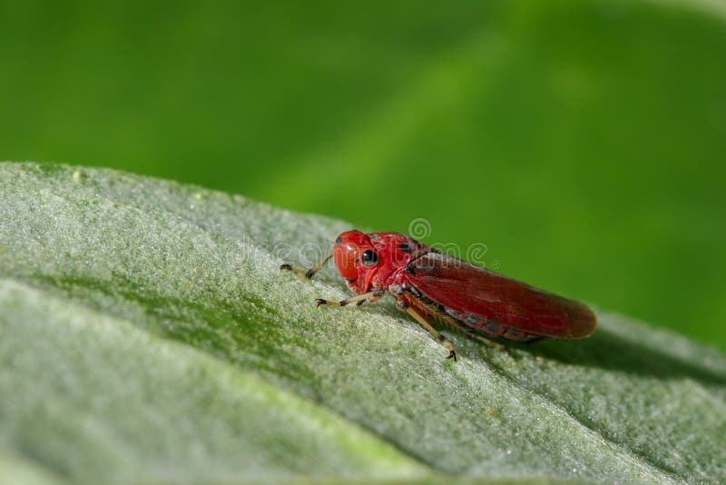 Imagem Do Sp Vermelho De Bothrogonia Do Leafhopper , Cicadellidae ...