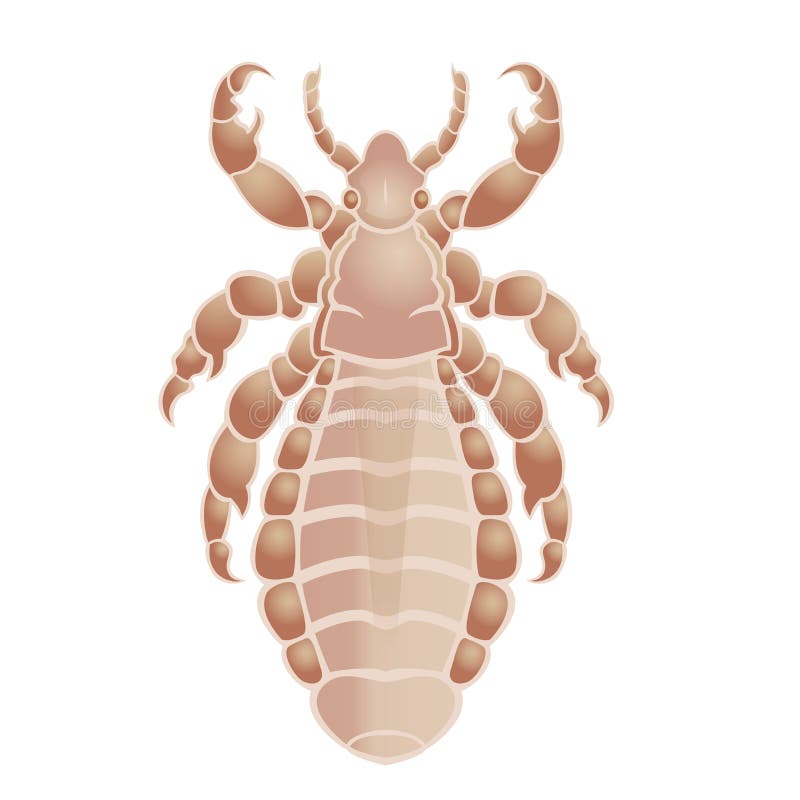 Piolho Ilustrações, Vetores E Clipart De Stock – (982 Stock Illustrations)