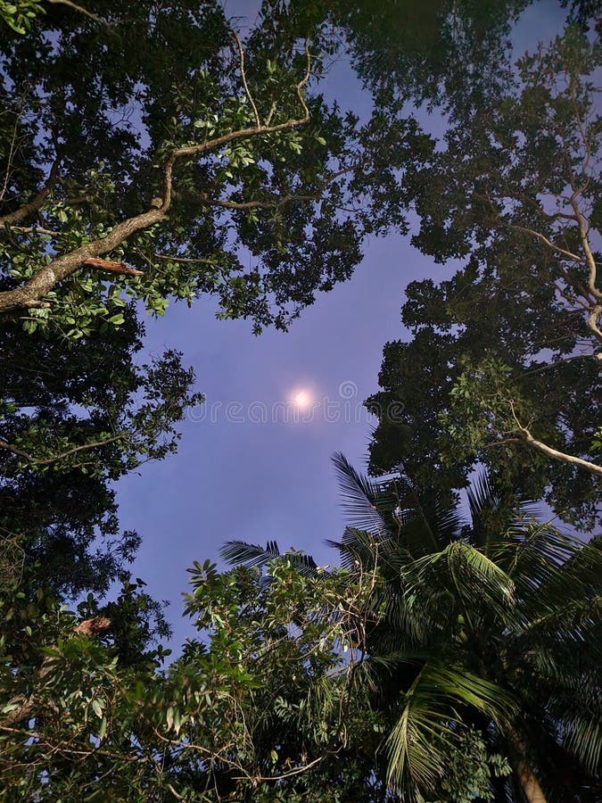 Imagem Impressionante De Uma Lua Cheia Iluminando a Densa Folhagem ...