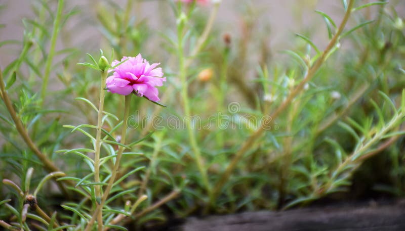 Imagem Macro Da Flor Cor-de-rosa Na Grama Foto de Stock - Imagem de ...