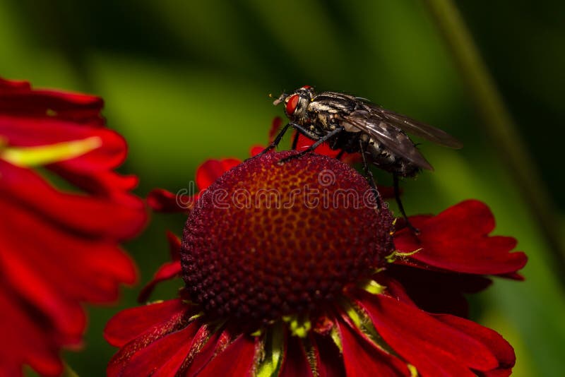 Imagem Macro Da Mosca Comum Da Casa Em Uma Flor Vermelha Foto de Stock ...