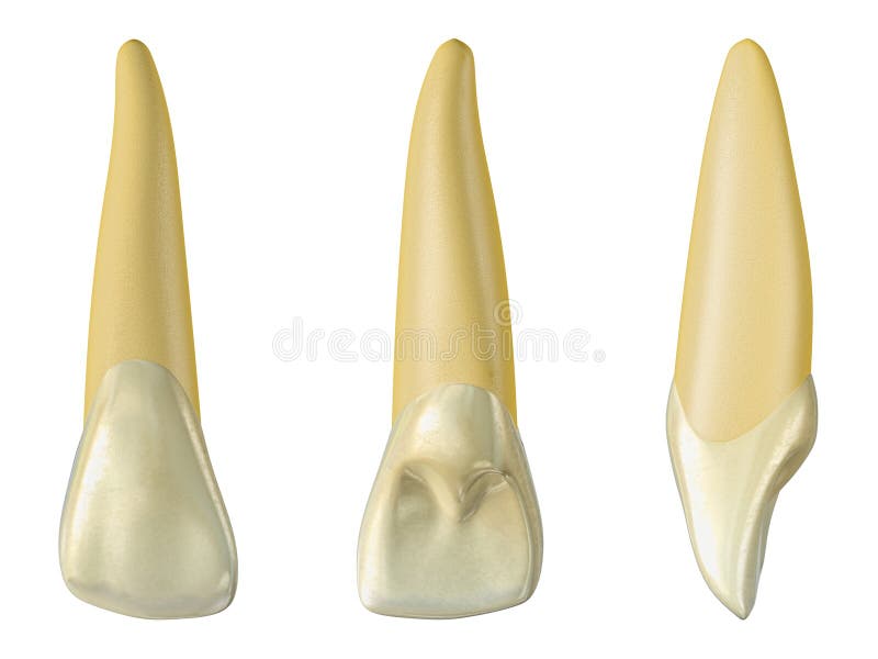 Permanent Upper Central Incisor Tooth. 3D Illustration of the Anatomy ...