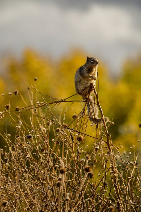 Imagem Vertical De Um Esquilo Curioso Na Grama Imagem de Stock - Imagem ...