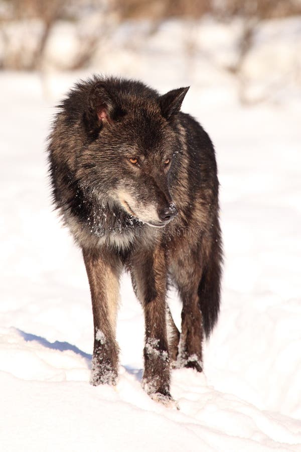 Lobo Preto Com Olhos Brilhantes Foto de Stock - Imagem de canis, mikael ...