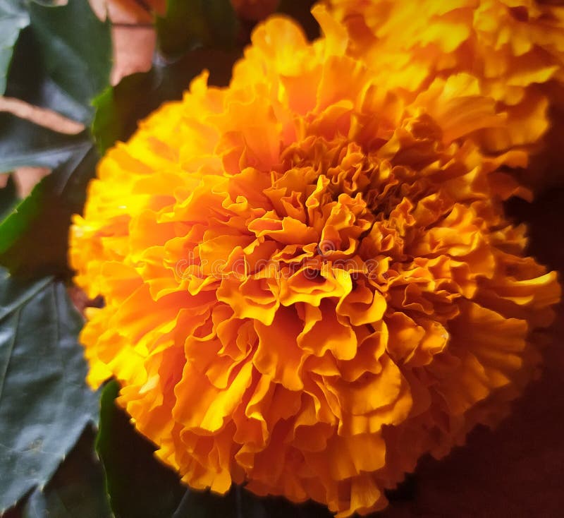Imagen De Cierre De La Flor De Marigold Foto de archivo - Imagen de ...
