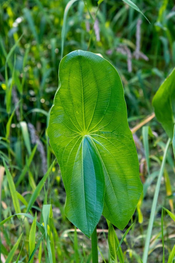 Imagen De Cierre De La Hoja De Una Planta De Punta De Flecha. Imagen de ... Imagen De Cierre De La Hoja De Una Planta De Punta De Flecha. Imagen de ...