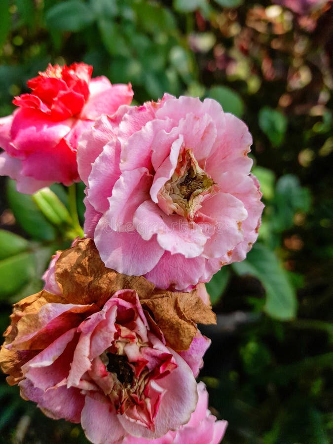Imagen De Cierre De Rosa Rosa Rosa Rosa Floral Imagen de archivo ...