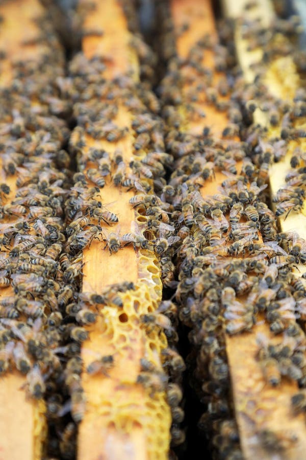 Imagen De Colmena De Abejas Foto de archivo - Imagen de hierba ...