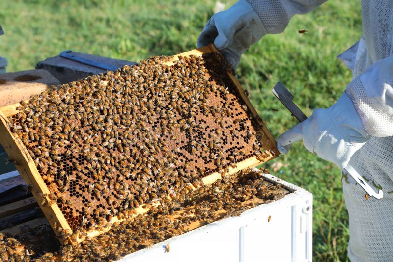 Imagen De Colmena De Abejas Imagen de archivo - Imagen de primer ...