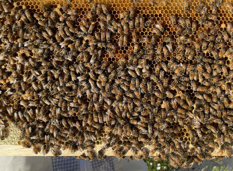 Imagen De Colmena De Abejas Imagen de archivo - Imagen de hierba ...