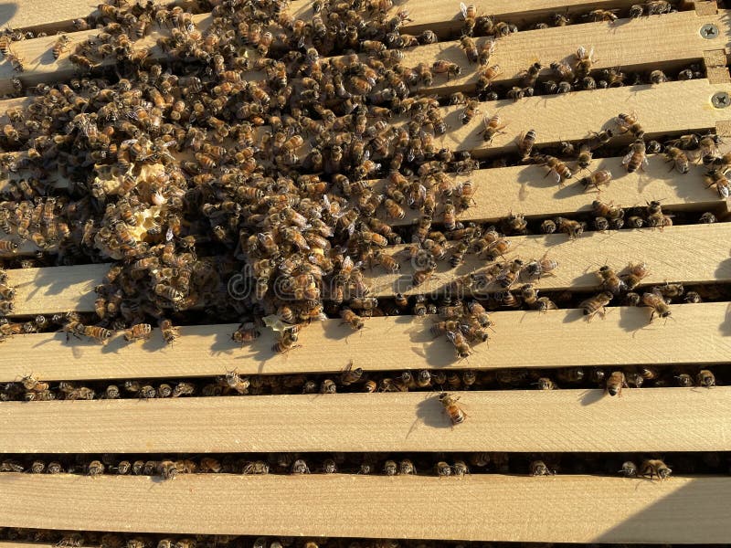 Imagen De Colmena De Abejas Imagen de archivo - Imagen de panal, animal ...