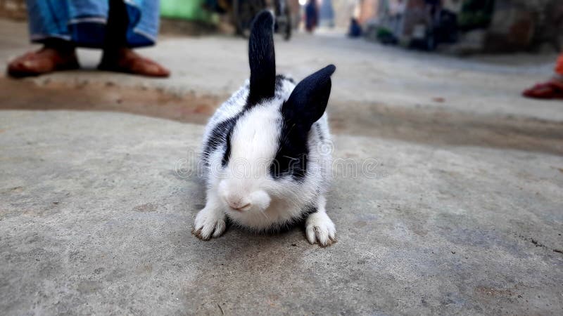 Imagen De Conejo Blanco Y Negro Imagen de archivo - Imagen de conejo ...