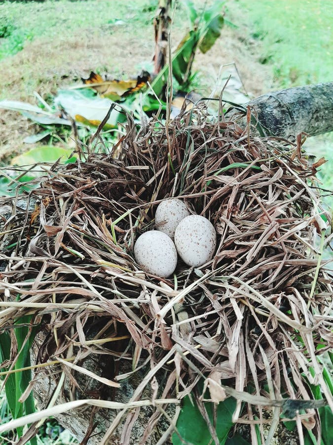 Imagen de huevo de ave imagen de archivo. Imagen de hierba - 211243125