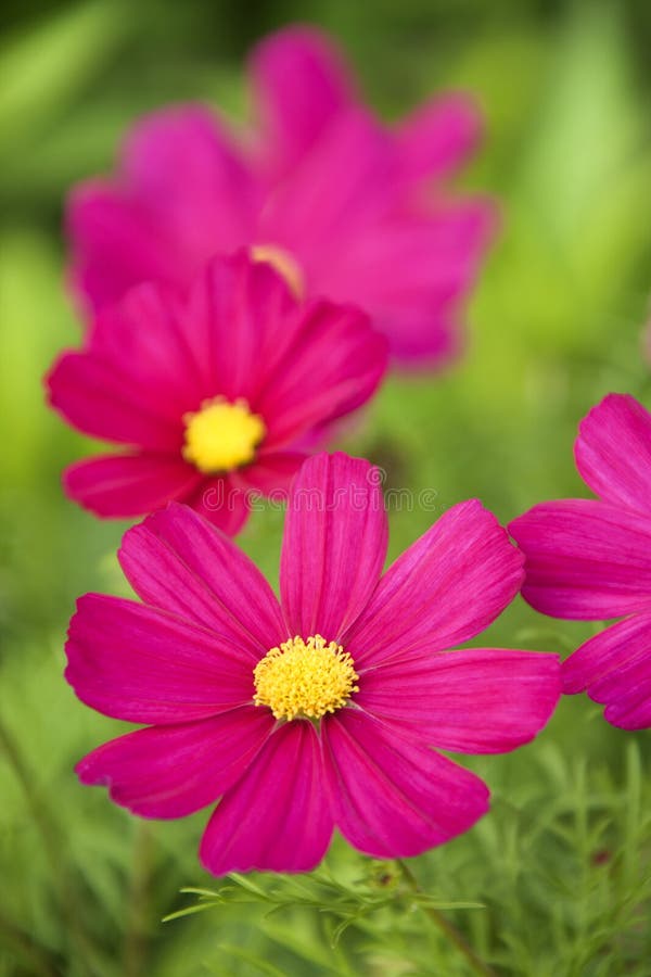 Imagen de flor cosmos imagen de archivo. Imagen de brillante - 2038299