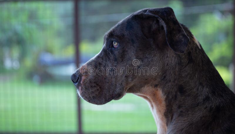 Imagen de perfil de perro foto de archivo. Imagen de perfil - 211170108
