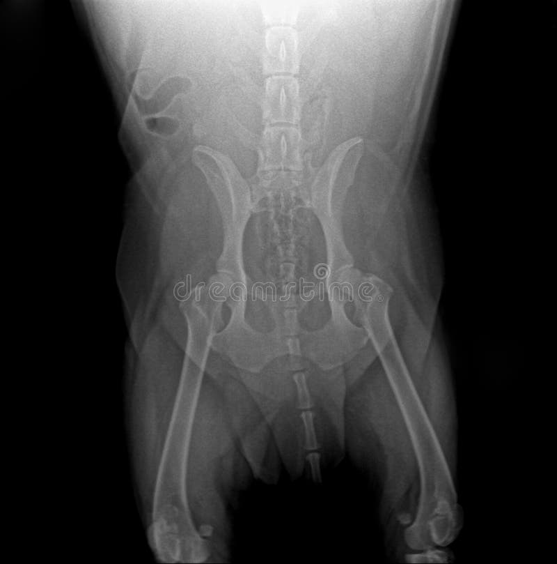 Radiografía Del Abdomen Del Perro Fotos de stock - Fotos libres de ...