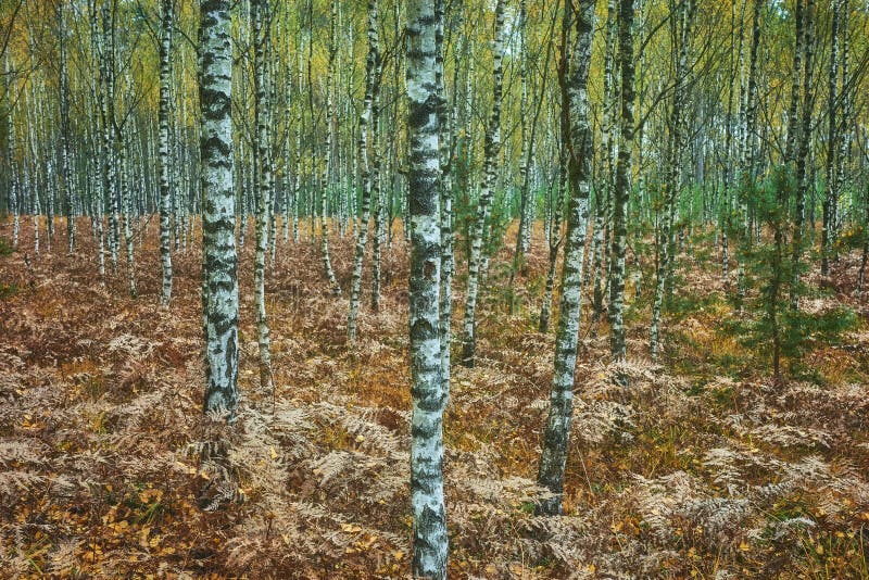 Imagen De Un Color De Abedul Aplicado Foto de archivo - Imagen de ...