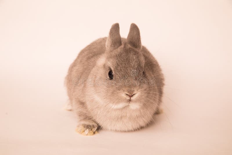 Imagen De Un Conejo Gracioso. Imagen de archivo - Imagen de poco, gris ...