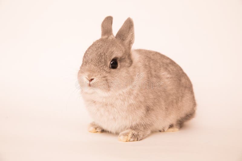 Imagen De Un Conejo Gracioso. Foto de archivo - Imagen de nadie, piel ...