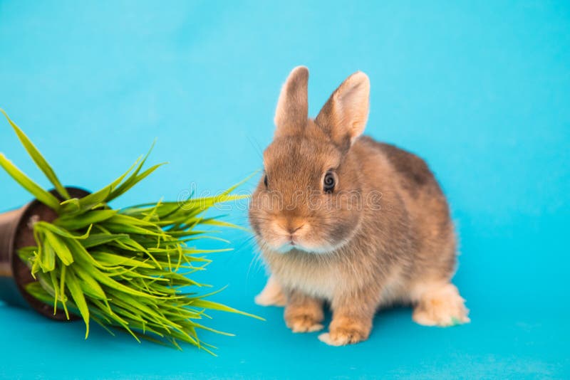 Imagen De Un Conejo Gracioso. Imagen de archivo - Imagen de liebres ...