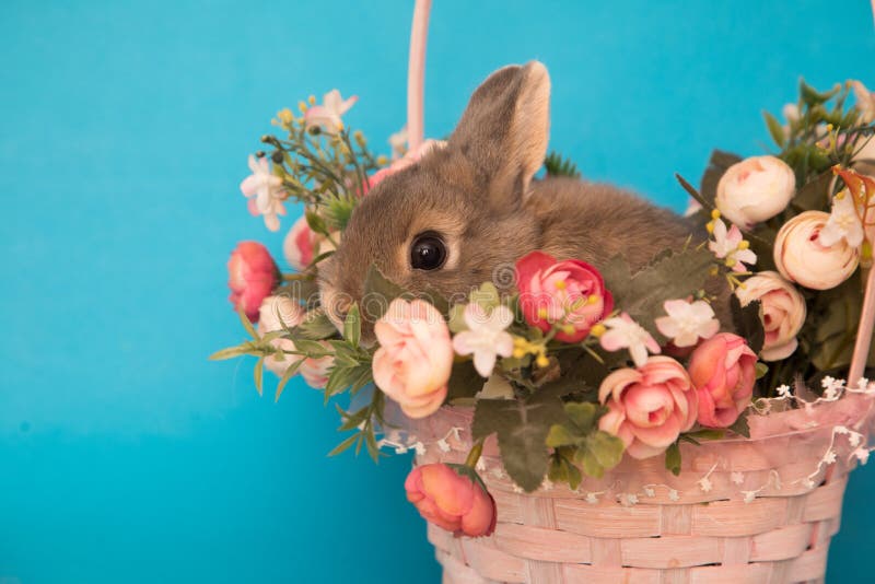 Imagen De Un Conejo Gracioso. Foto de archivo - Imagen de borroso, bebé ...