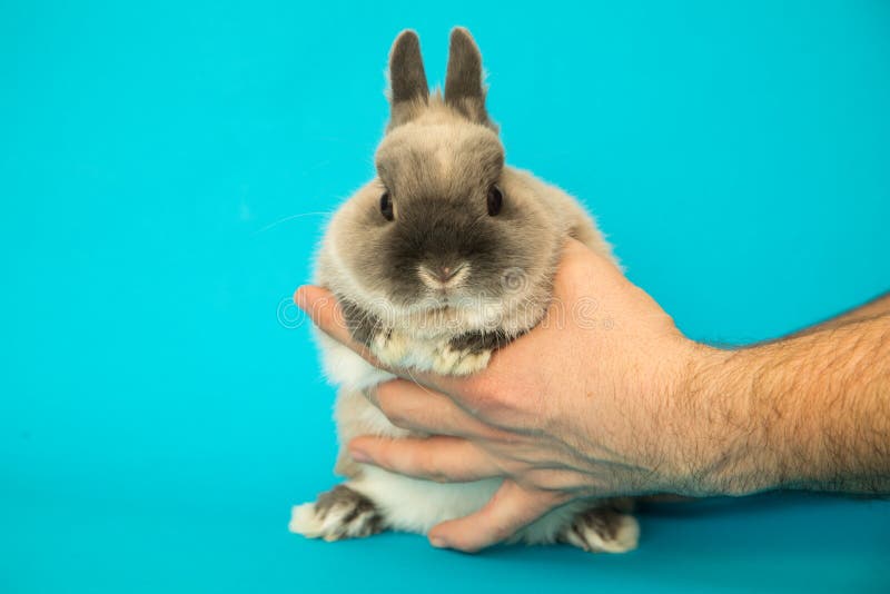 Imagen De Un Conejo Gracioso. Foto de archivo - Imagen de poco, piel ...