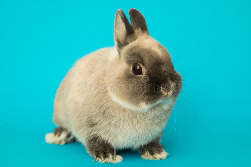 Imagen De Un Conejo Gracioso. Imagen de archivo - Imagen de lindo ...