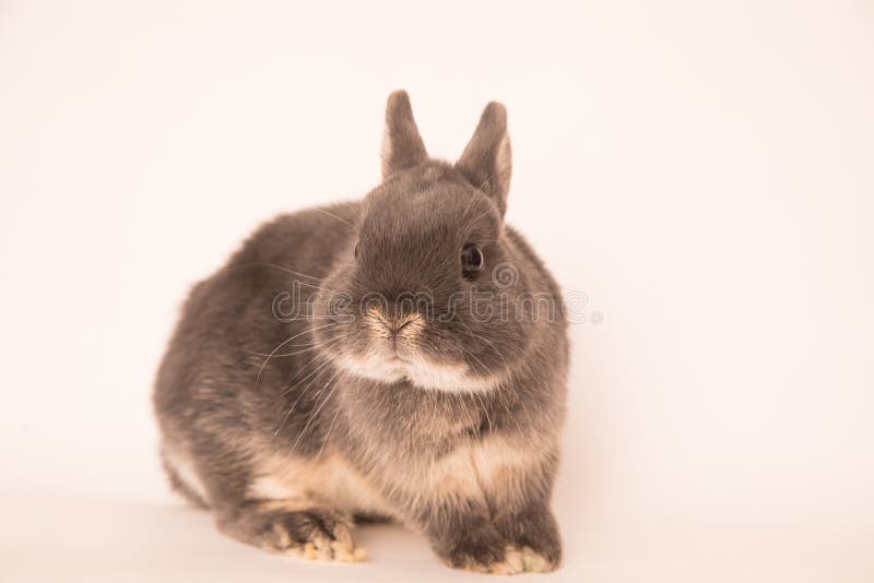 Imagen De Un Conejo Gracioso. Foto de archivo - Imagen de borroso ...