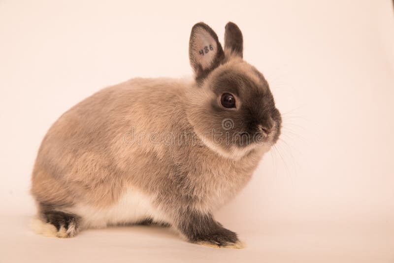 Imagen De Un Conejo Gracioso. Imagen de archivo - Imagen de poco ...