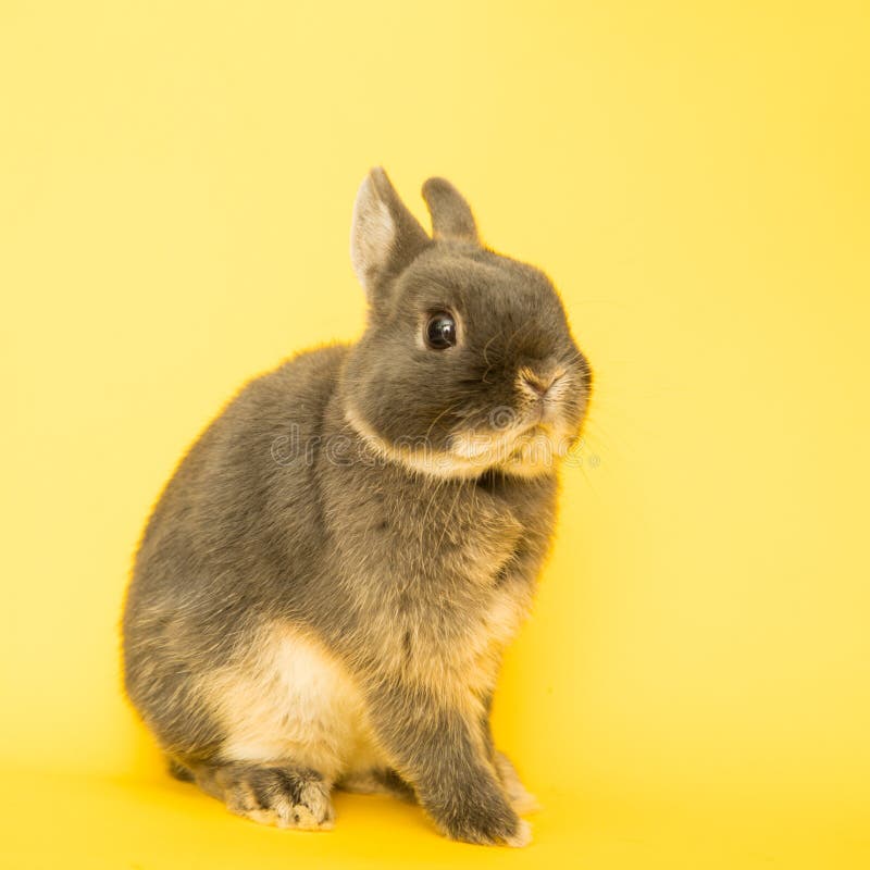 Imagen De Un Conejo Gracioso. Imagen de archivo - Imagen de borroso ...