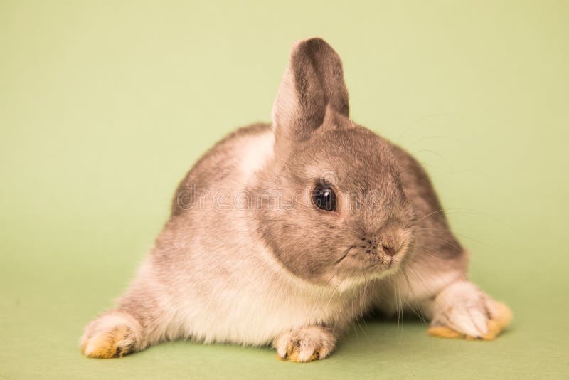 Imagen De Un Conejo Gracioso. Foto de archivo - Imagen de borroso ...