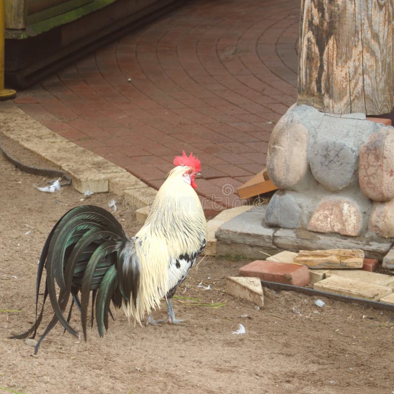 Imagen De Un Gallo Blanco Con Una Cola Negra Imagen de archivo - Imagen ...