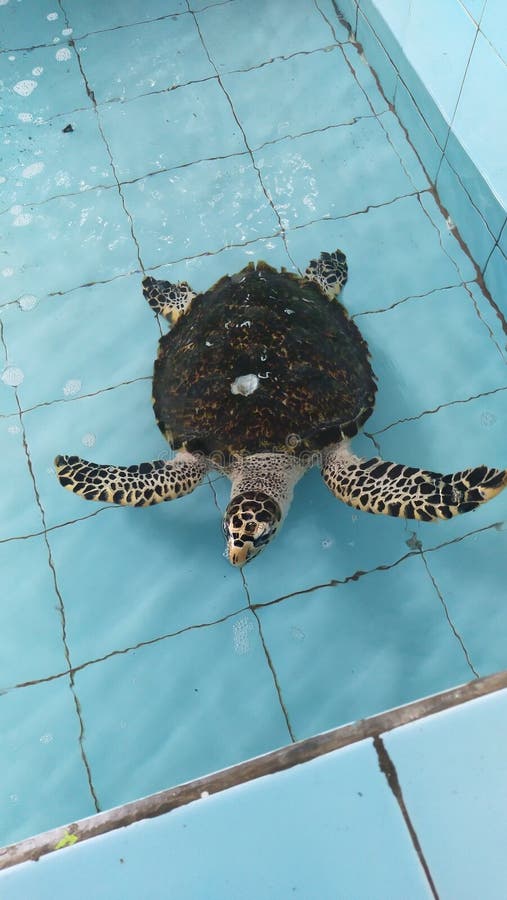 Imagen De Un Tipo De Tortuga En Un área De Conservación Foto de archivo - Imagen de mariscos ...