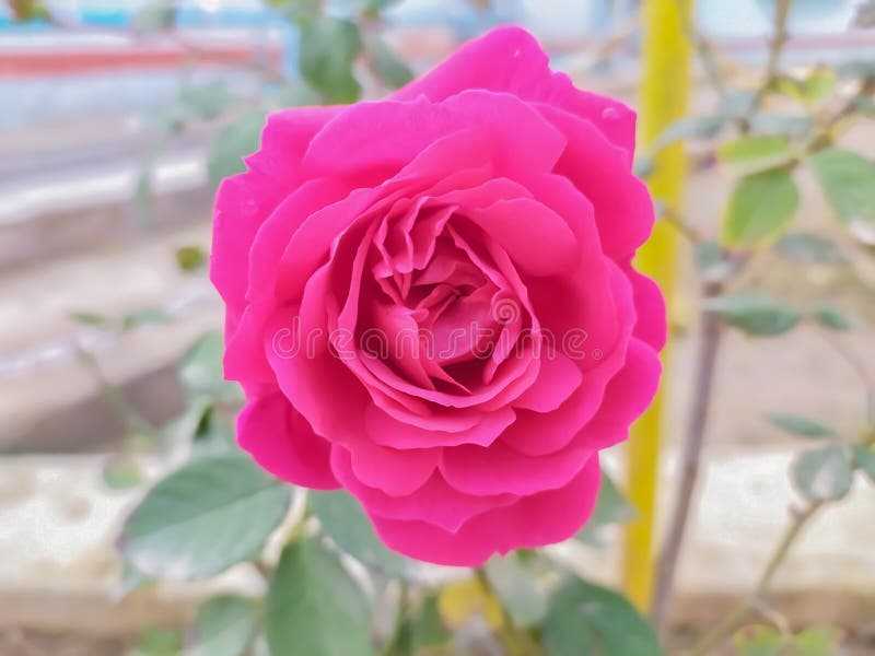 Imagen De Una Hermosa Rosa Rosa Rosa Foto de archivo - Imagen de ...