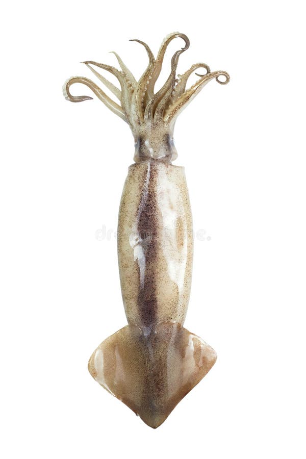 Imagen del calamar aislada foto de archivo. Imagen de océano - 40421268