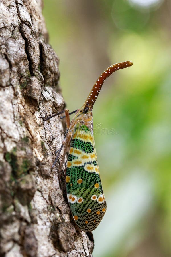 Imagen Del Insecto Del Fulgorid O Lanternfly Del Oculata De Pyrops Foto ...