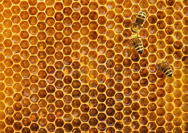Fondo de panal imagen de archivo. Imagen de apicultor - 112581271